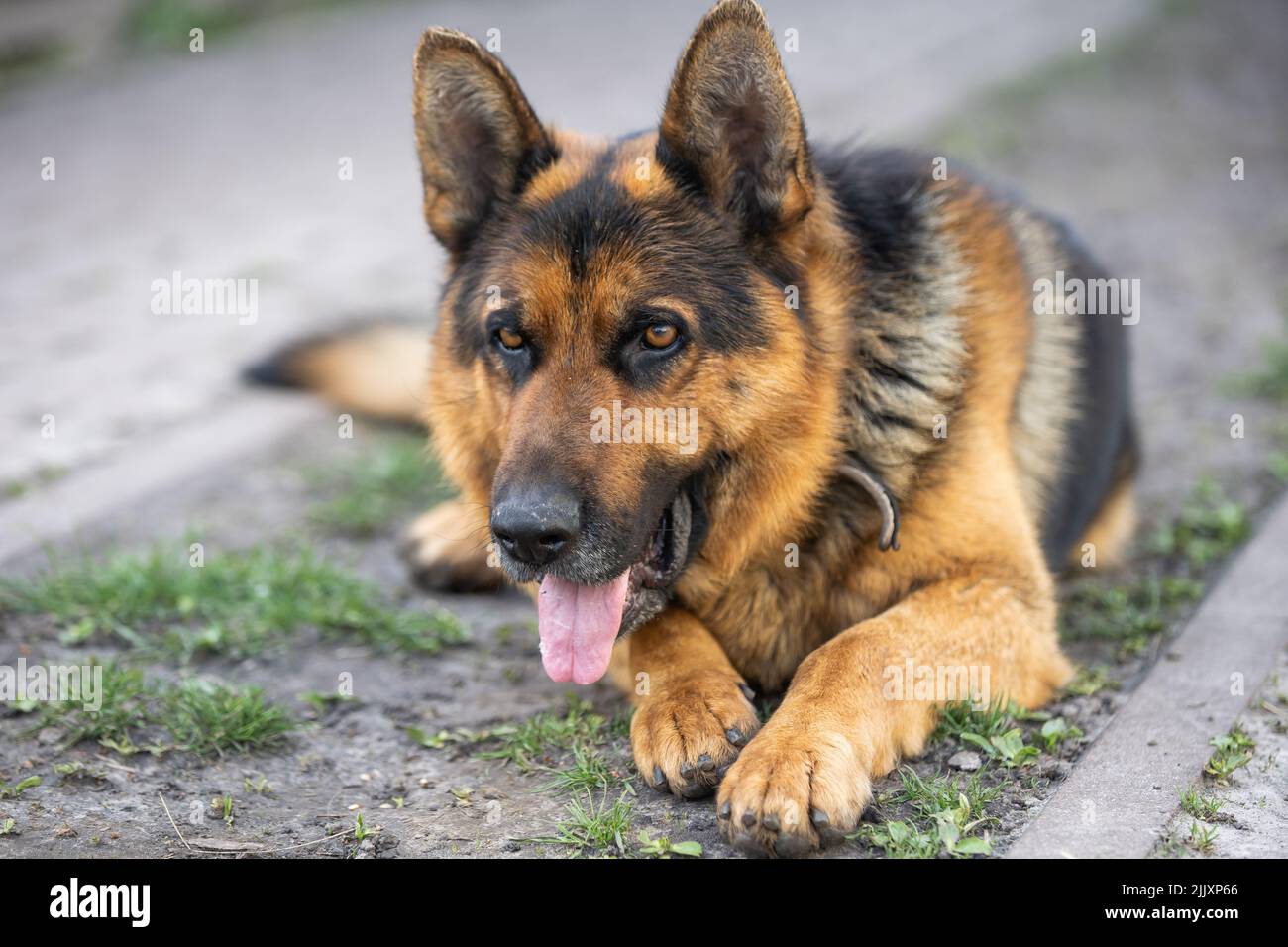 How Intelligent Is A German Shepherd