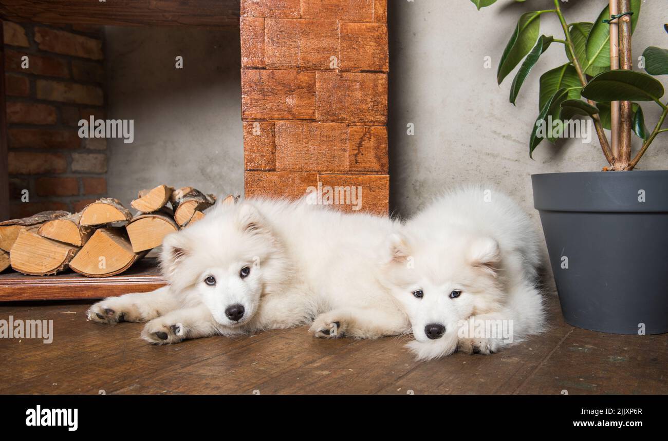 Two White fluffy Samoyed puppies dogs near the fireplace with firewood ...