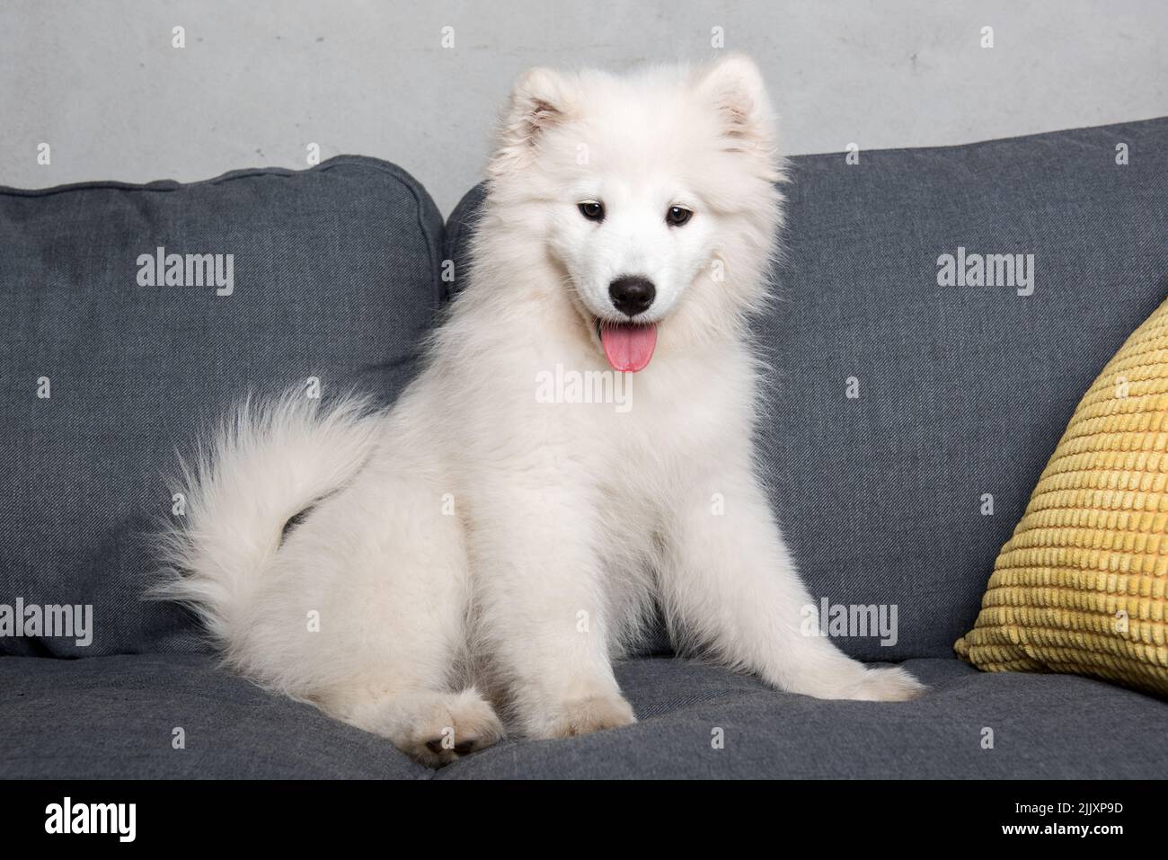 White cute Samoyed dog puppy is sitting in the gray couch Stock Photo ...
