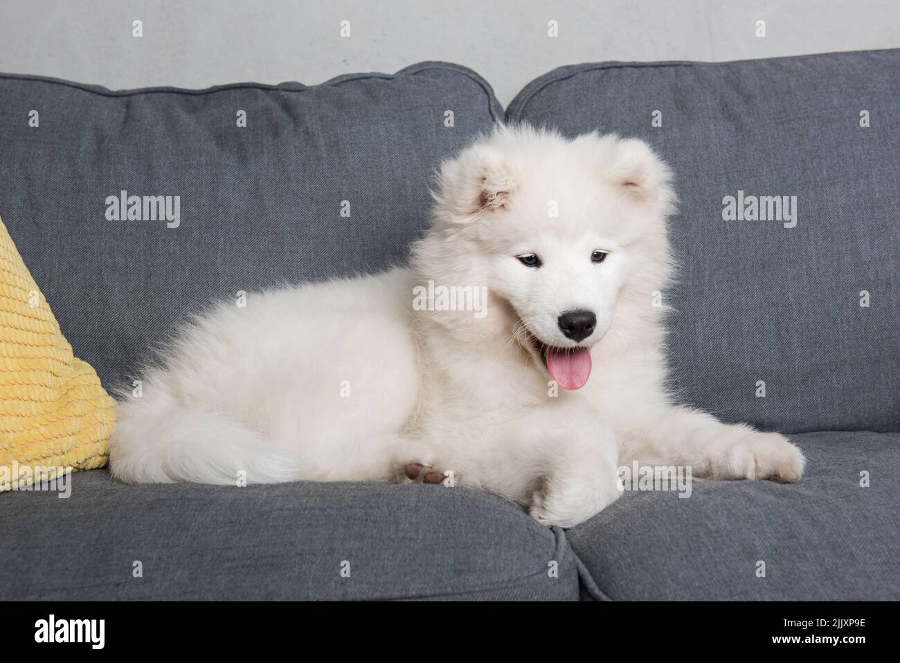 White cute Samoyed dog puppy is sitting in the gray couch Stock Photo ...