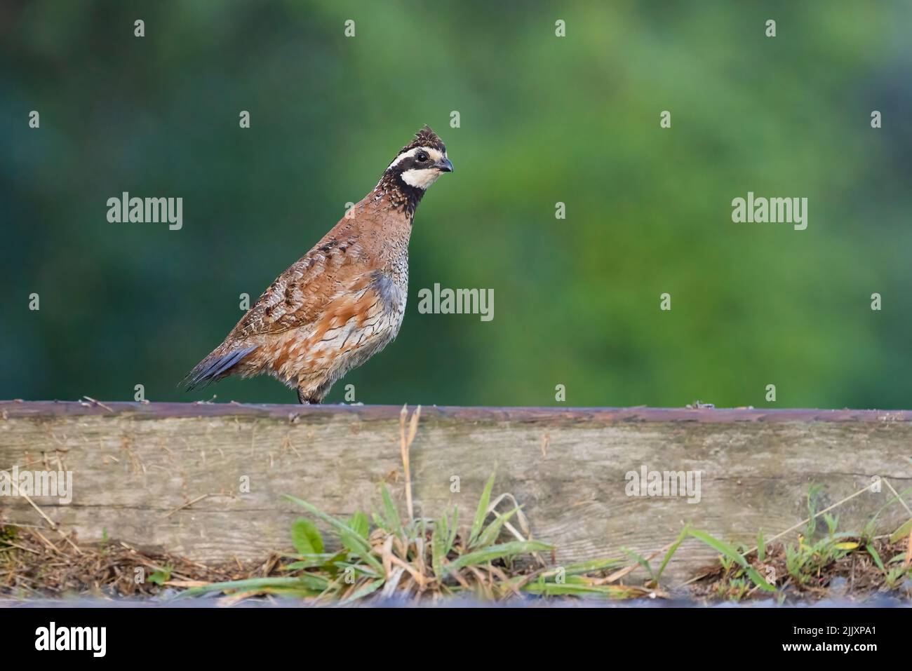 Male northern bobwhite (Colinus virginianus Stock Photo - Alamy