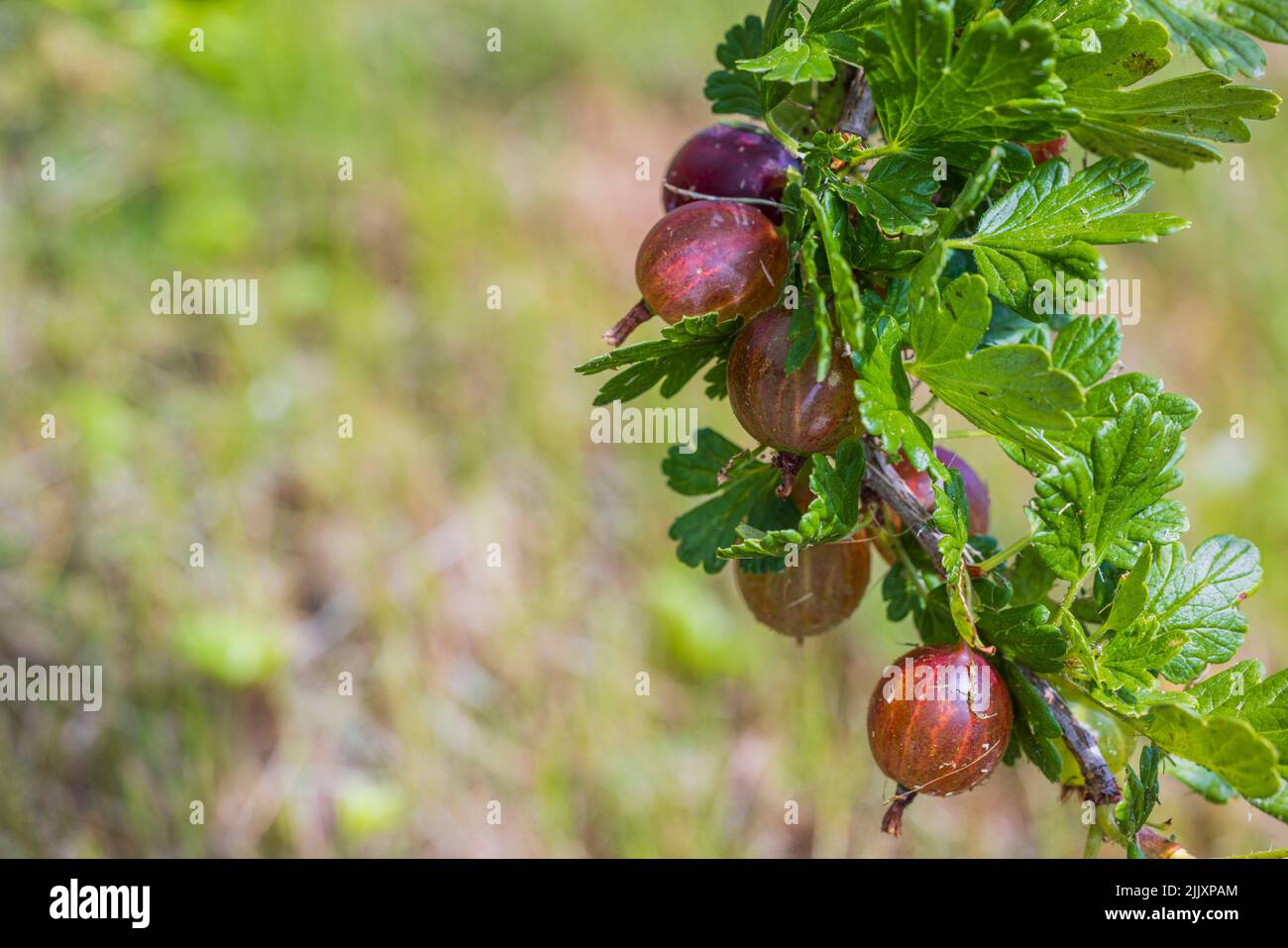 Macro view of ripe red gooseberry bush in garden Stock Photo - Alamy