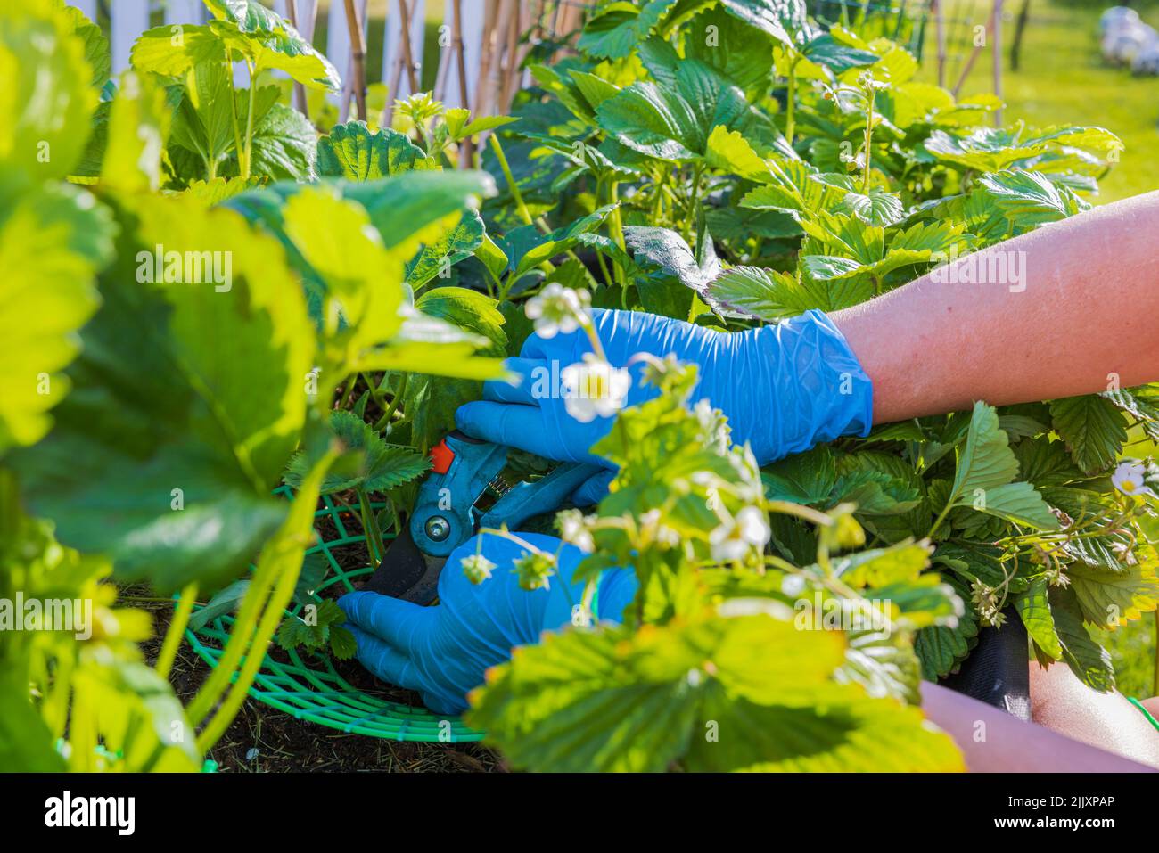 Close up view of woman's hands trimming strawberry mustache in garden ...