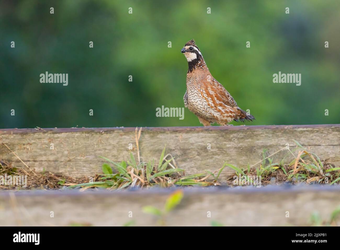 Male northern bobwhite (Colinus virginianus Stock Photo - Alamy