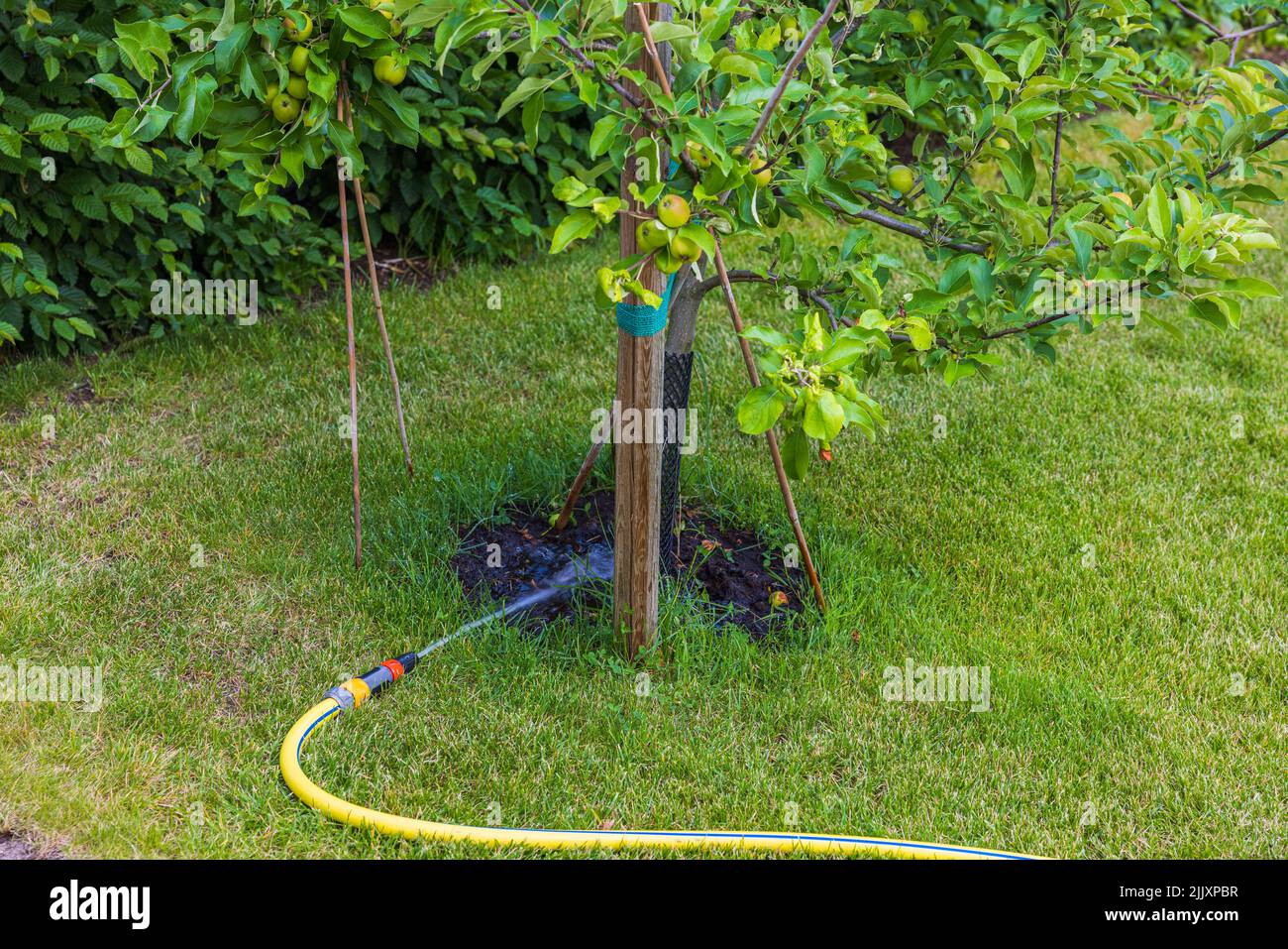 Beautiful view of irrigation hose on green grass lawn watering apple ...