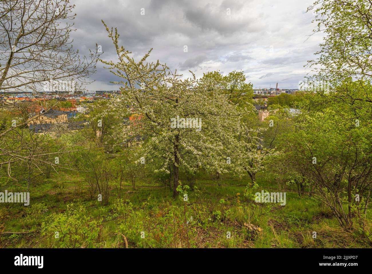 Beautiful view of Uppsala city landscape through green trees on cloudy ...