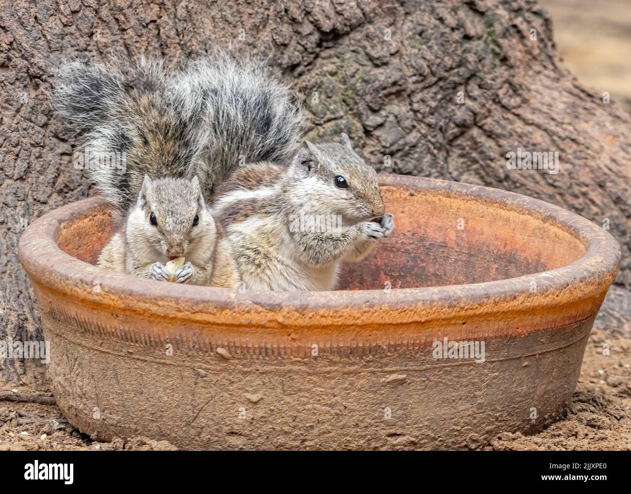 Pair of squirrel hi-res stock photography and images - Alamy