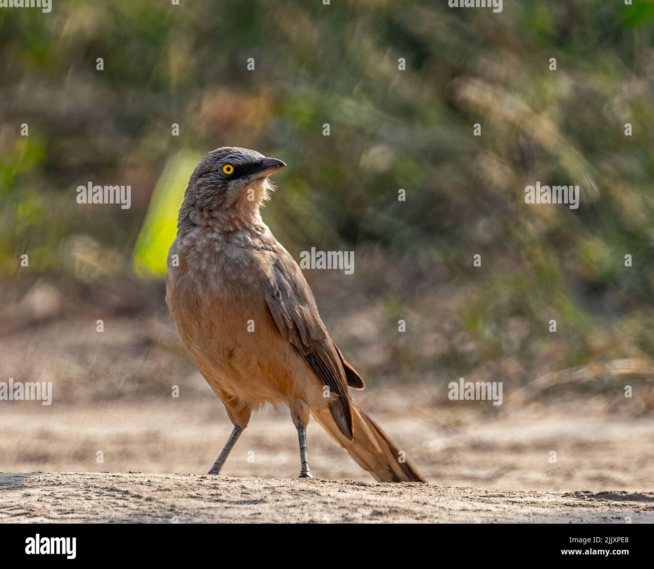 Babbler sitting on a tree hi-res stock photography and images - Alamy