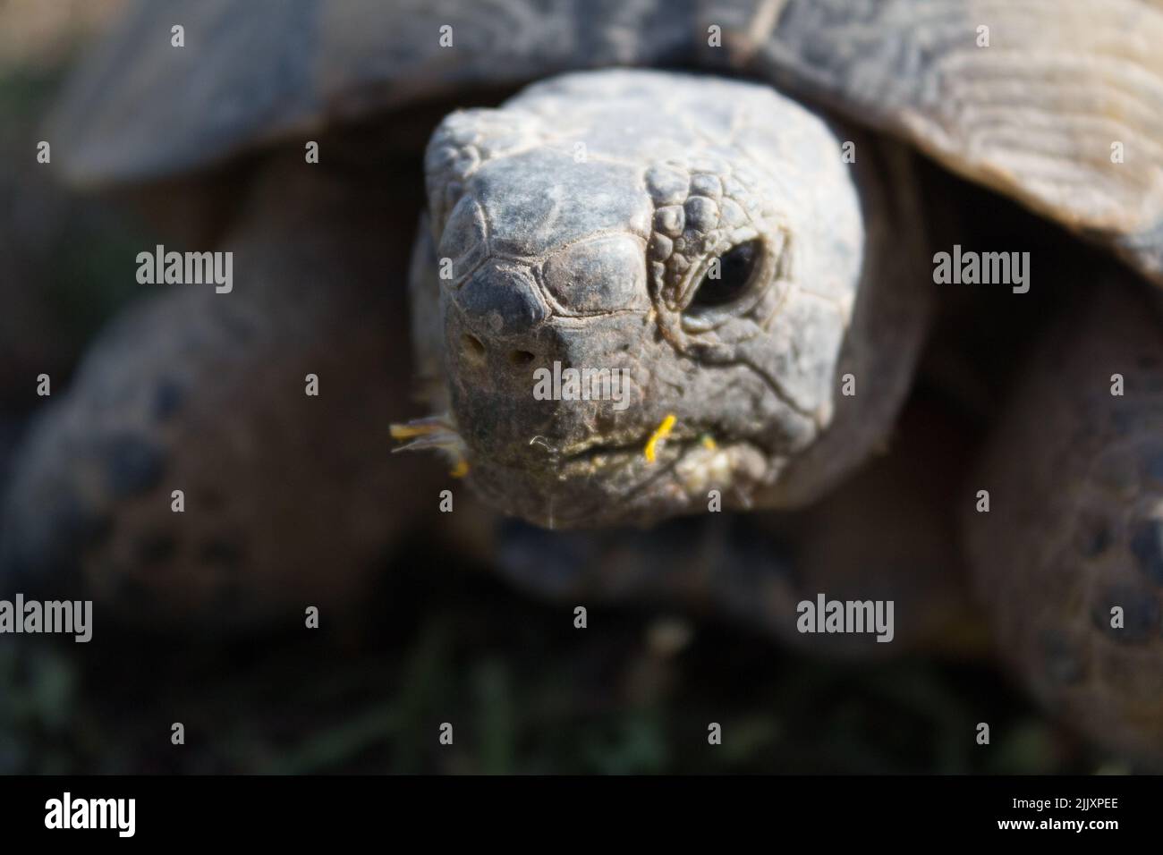 Turtle eating flower hi-res stock photography and images - Alamy