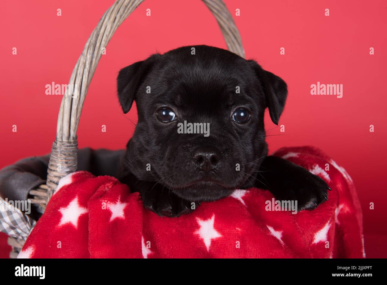 Black female American Staffordshire Bull Terrier dog or AmStaff puppy ...