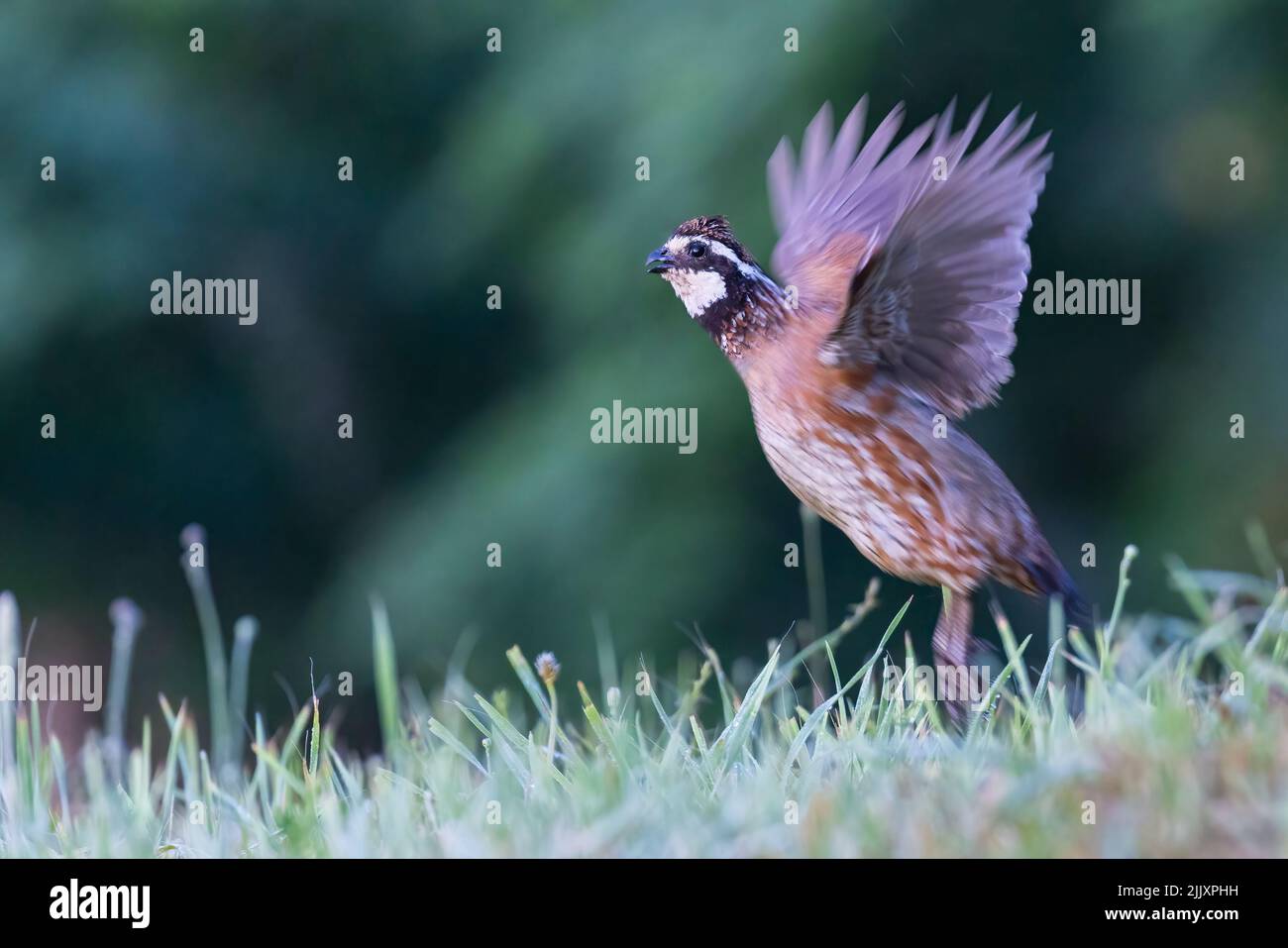Male northern bobwhite (Colinus virginianus Stock Photo - Alamy