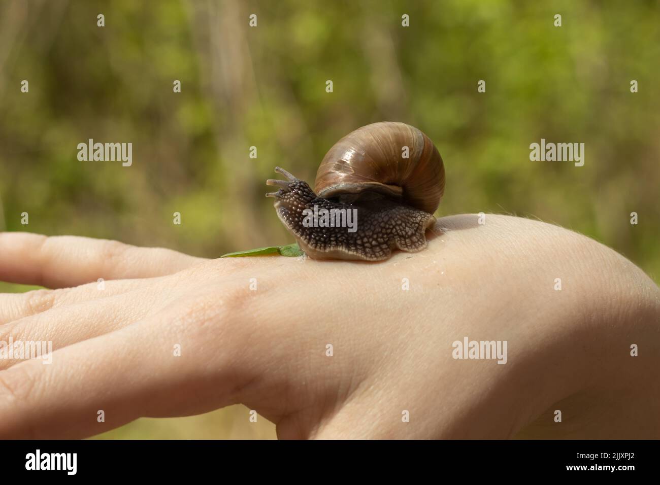 A large snail crawls up the arm close-up on a blurred background ...