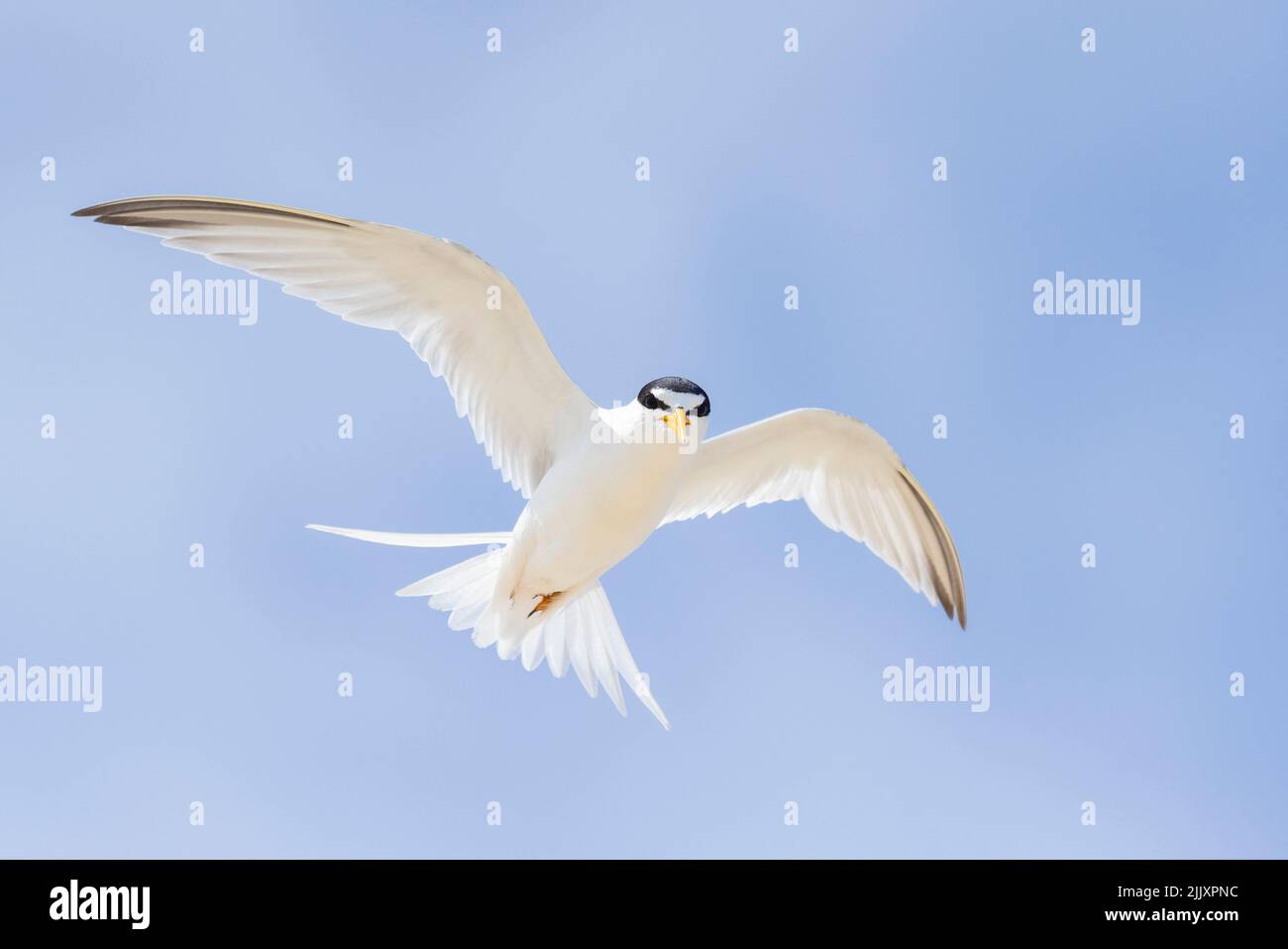 Least tern fishing (Sternula antillarum Stock Photo - Alamy