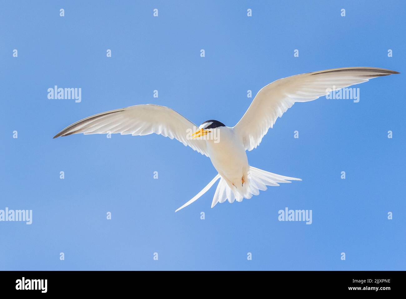 Least tern fishing (Sternula antillarum Stock Photo - Alamy