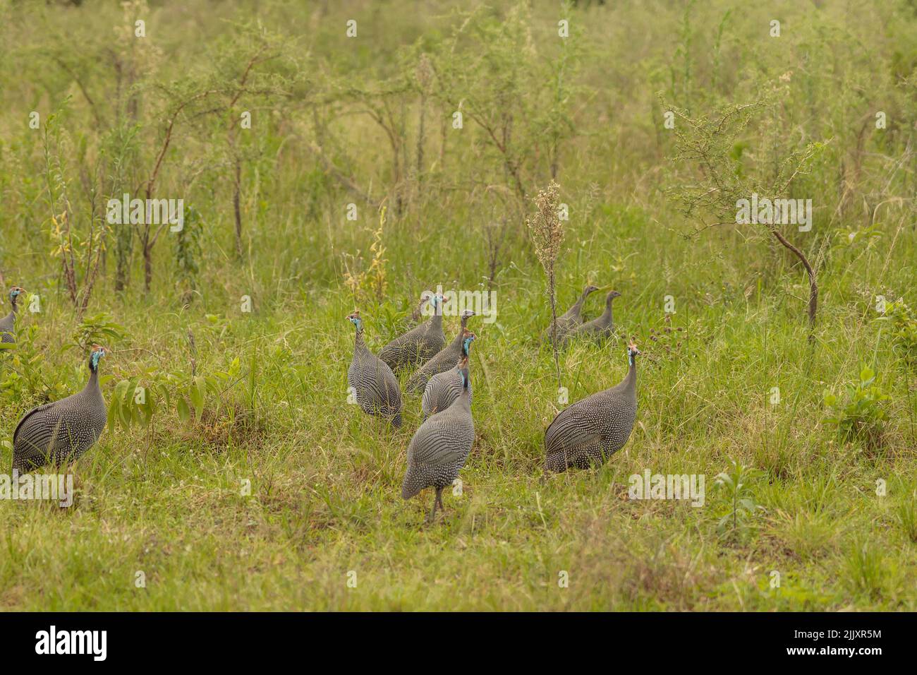 Guinea fowl flock hi-res stock photography and images - Alamy