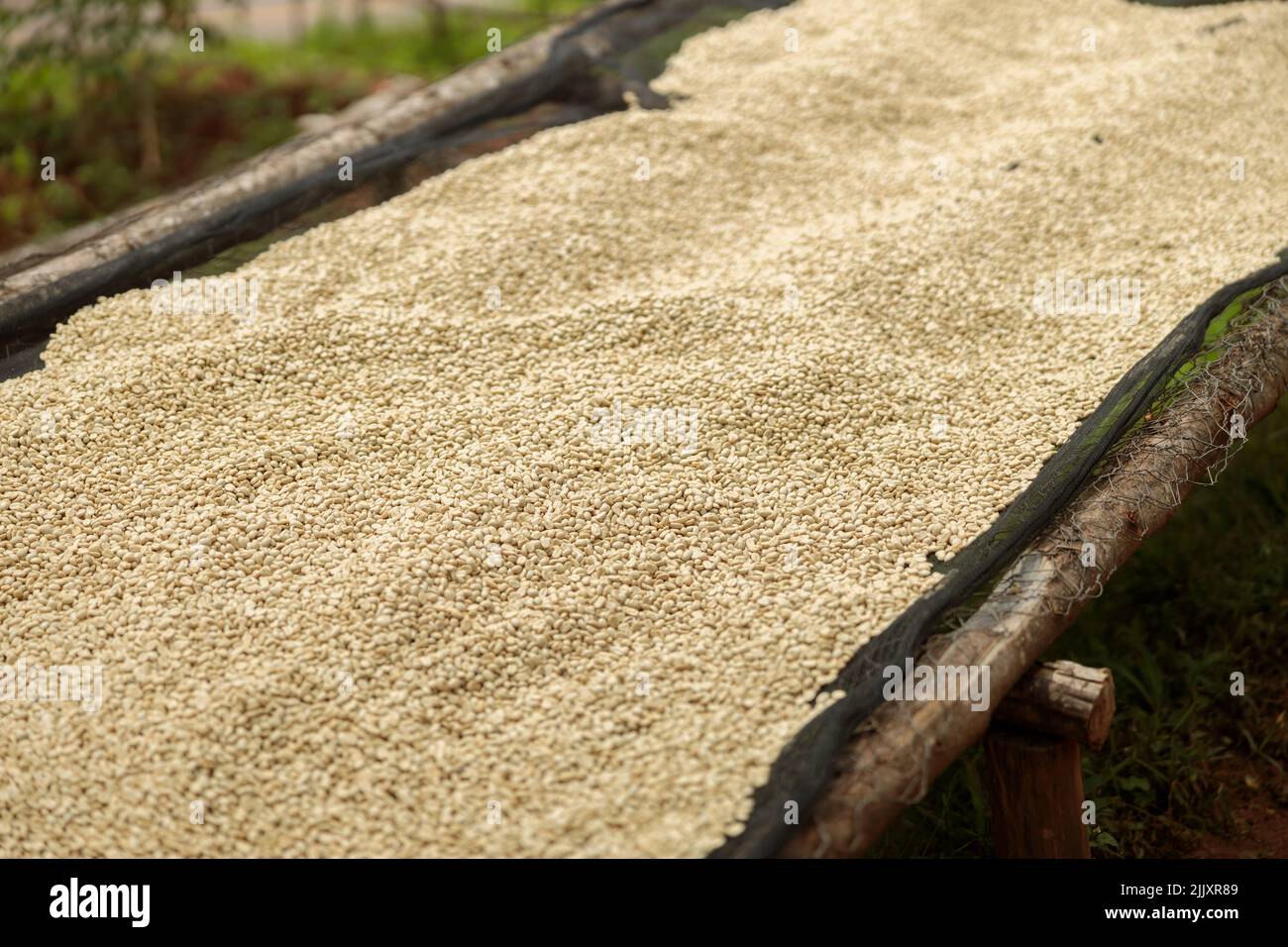 Close up of coffee natural drying process at washing station Stock ...
