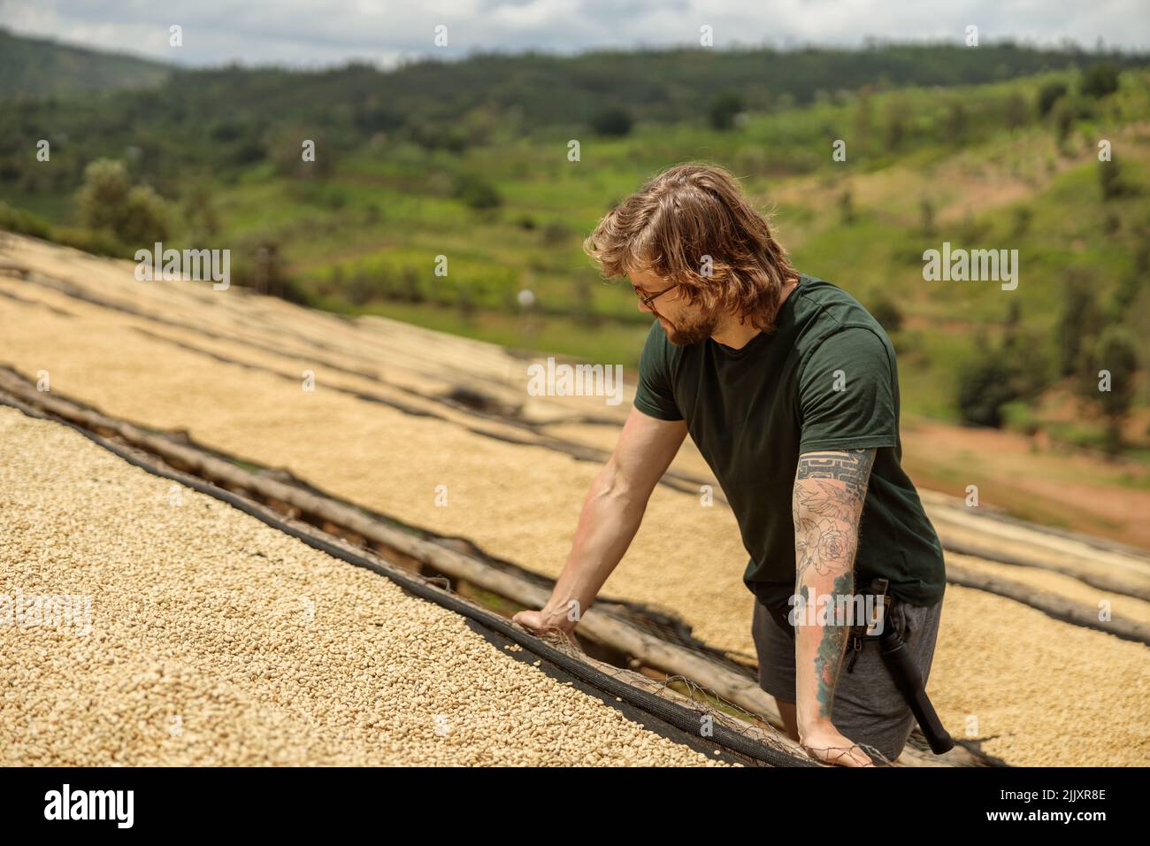 Man examining coffee beans in the process of drying Stock Photo - Alamy