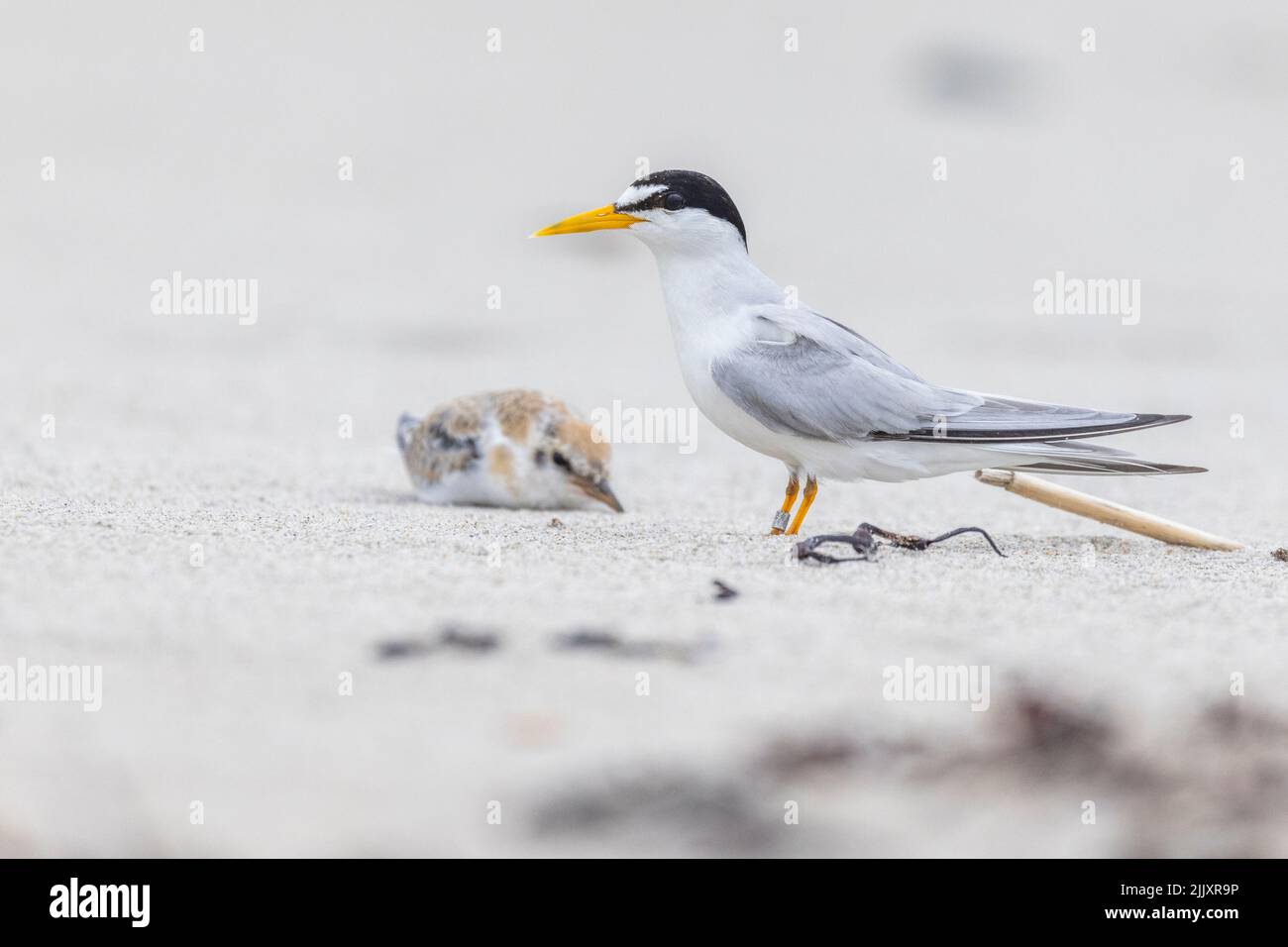 Least tern (Sternula antillarum) at nest Stock Photo - Alamy