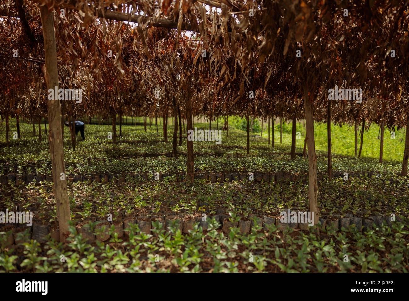 Farm worker working among the trees on a coffee plantation Stock Photo ...