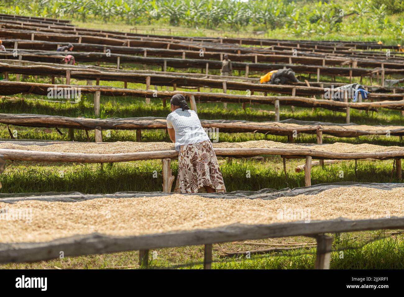 Female worker laying out coffee beans on a drying rack in a plantation ...