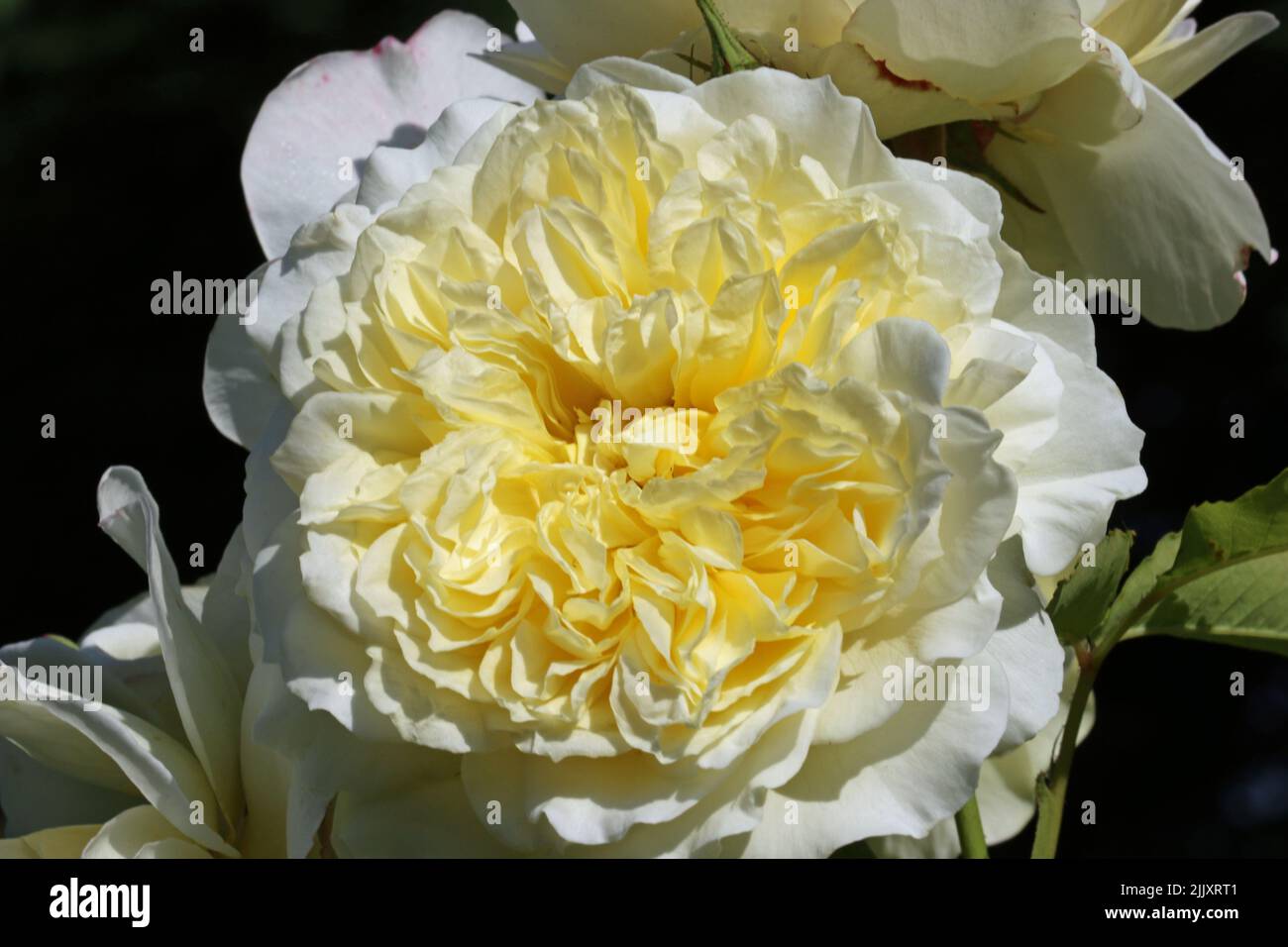 White rose flower with yellow centre, Rosa species of unknown variety ...