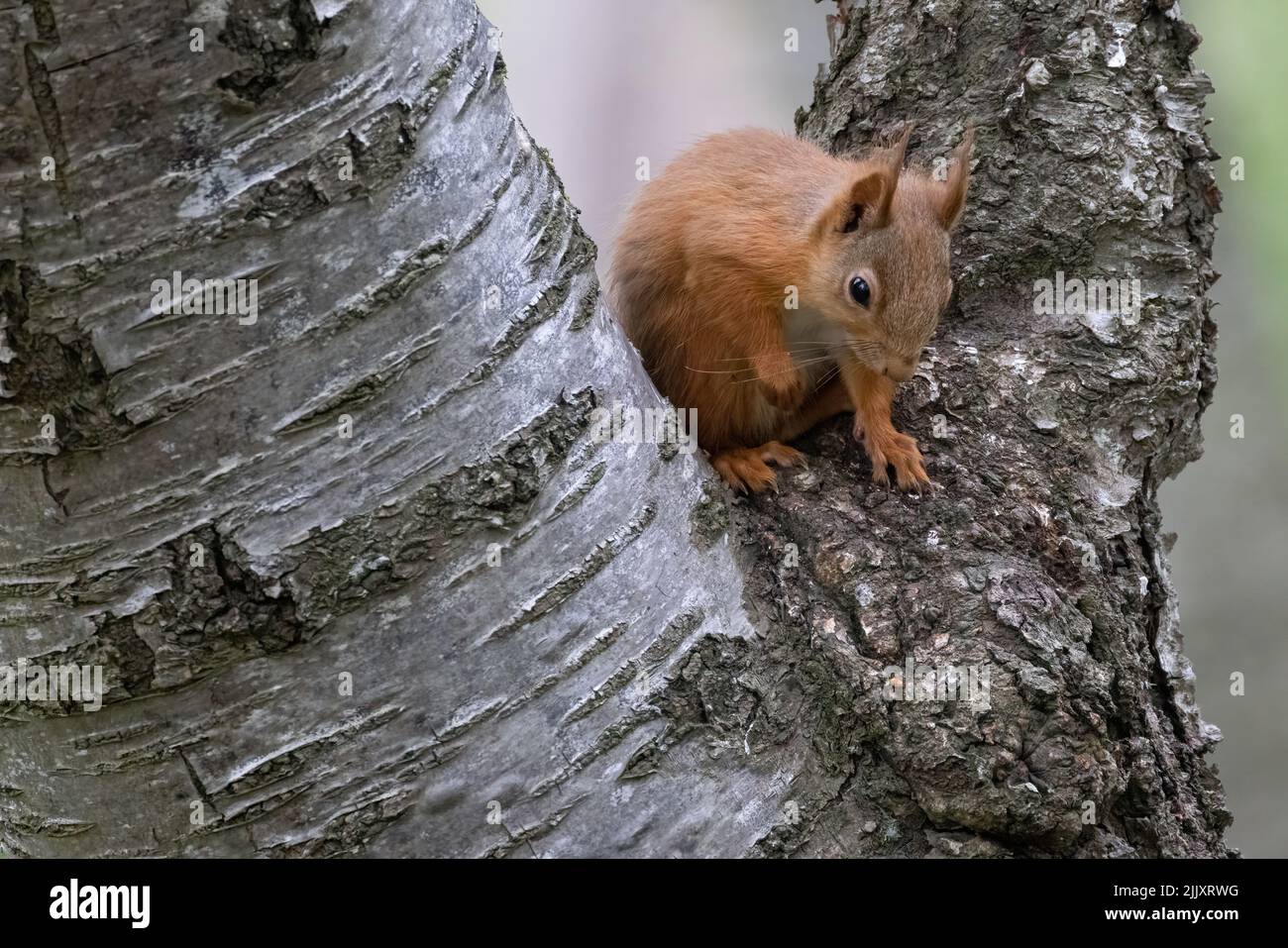 Squirrel looking down from tree hi-res stock photography and images - Alamy