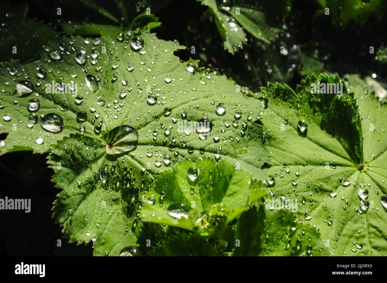 Details of a leaf and the raindrops after a heavy rain in London ...