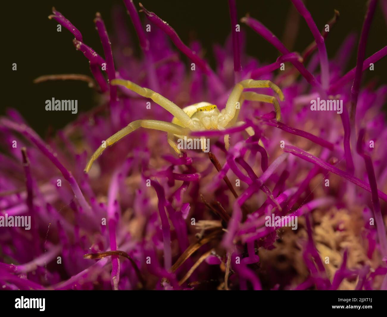 Spider climbing in a flower Stock Photo - Alamy