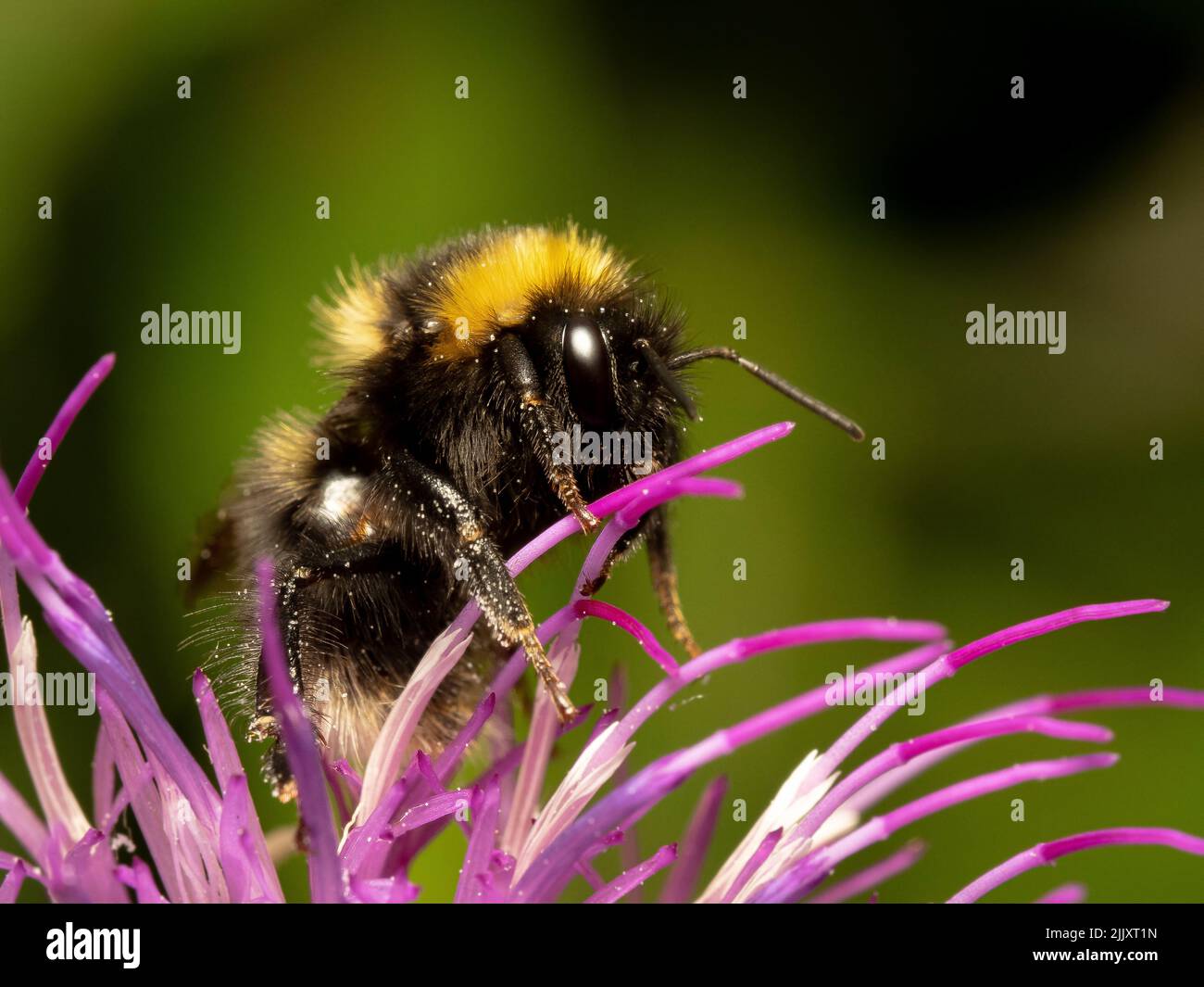 Side view of bumblebee hi-res stock photography and images - Alamy