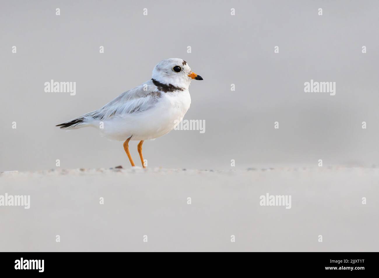piping plover (Charadrius melodus) in summer Stock Photo - Alamy