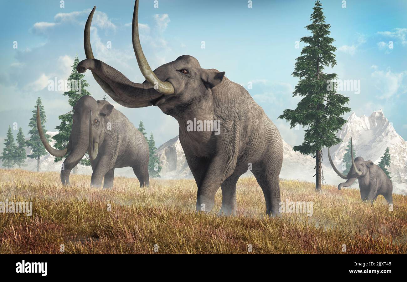Three Columbian Mammoths make their way across a grassy slope during ...