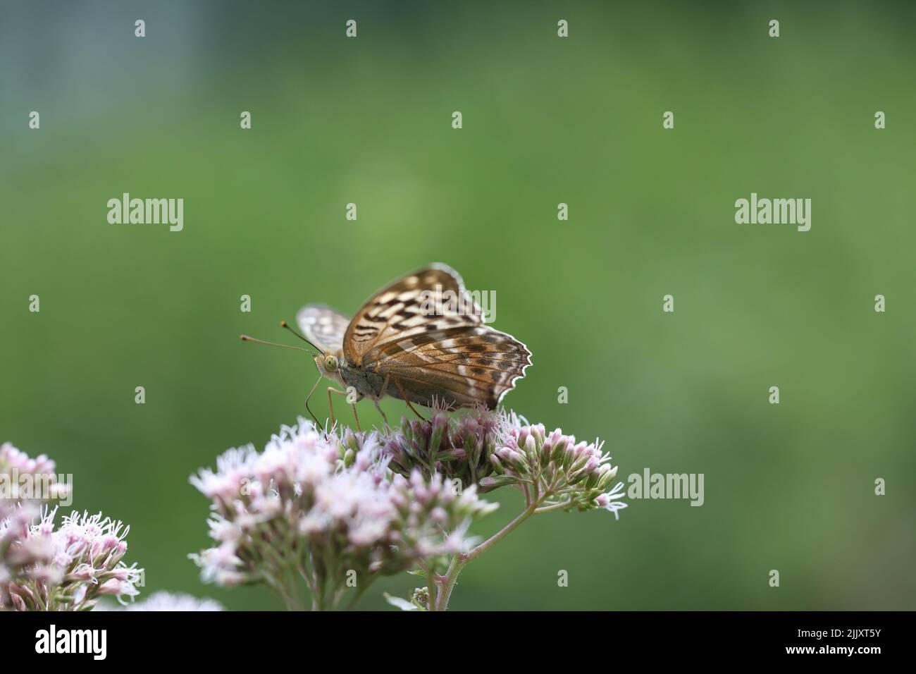 silver variation of a silver-washed fritillary Stock Photo - Alamy