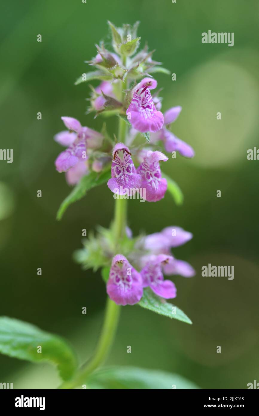 Field woundwort hi-res stock photography and images - Alamy