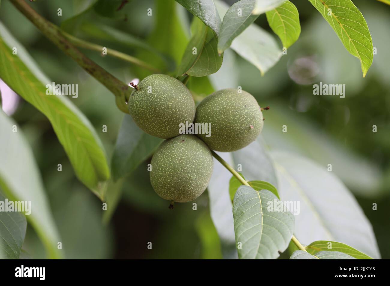 Walnut tree colours hi-res stock photography and images - Alamy