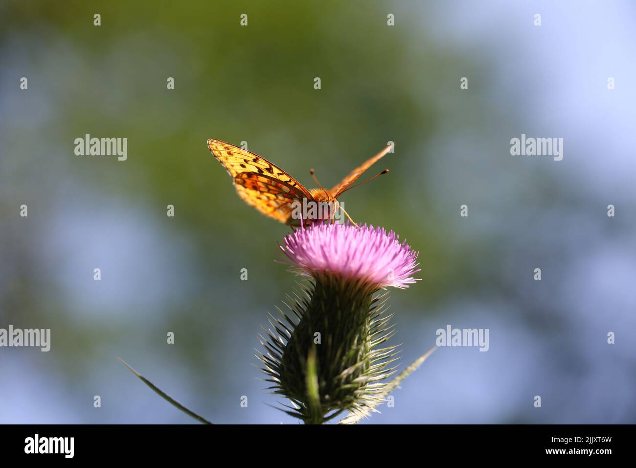 normal appearance of a silver-washed fritillary Stock Photo - Alamy