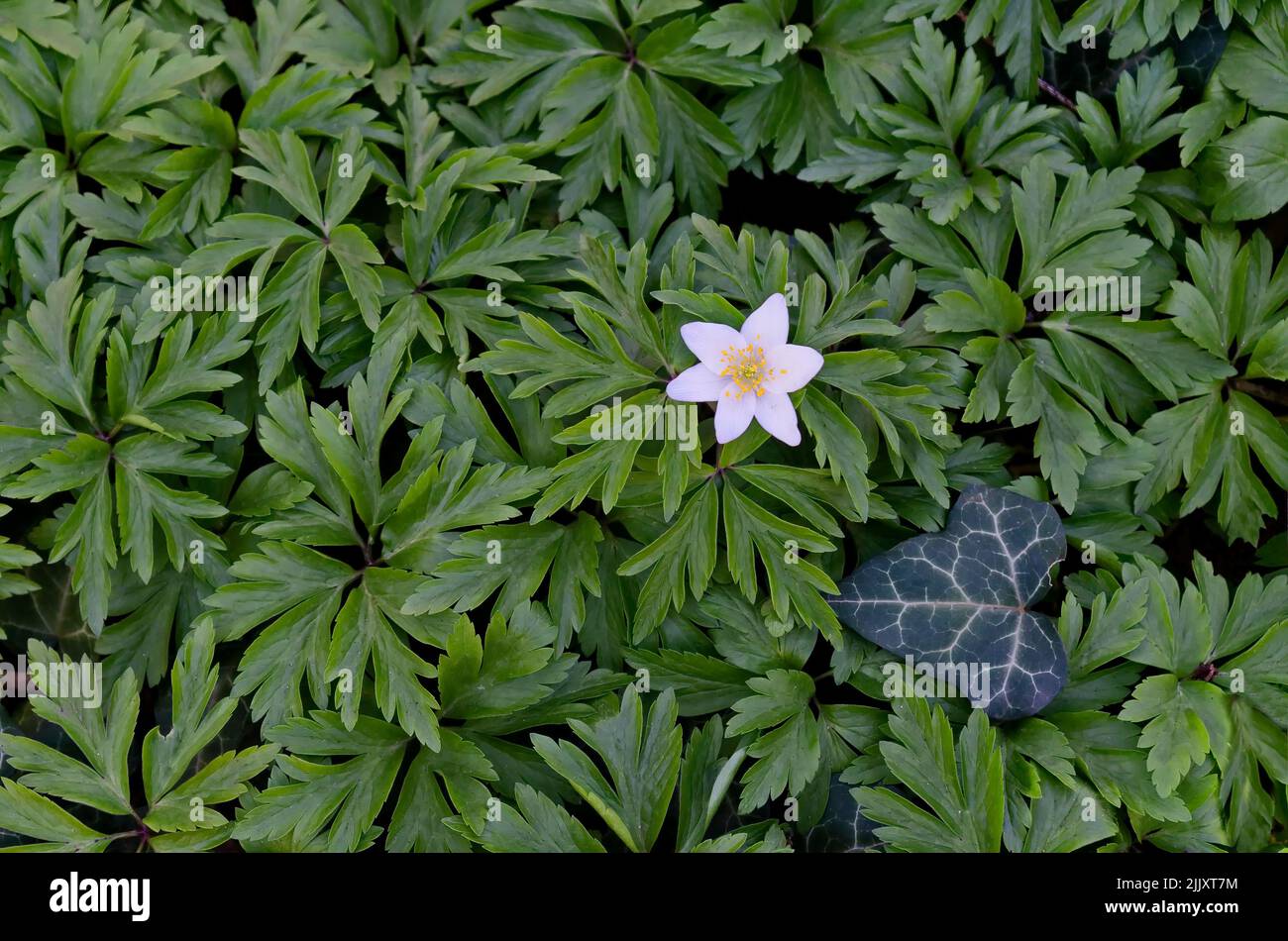 Anemone leaves hi-res stock photography and images - Alamy