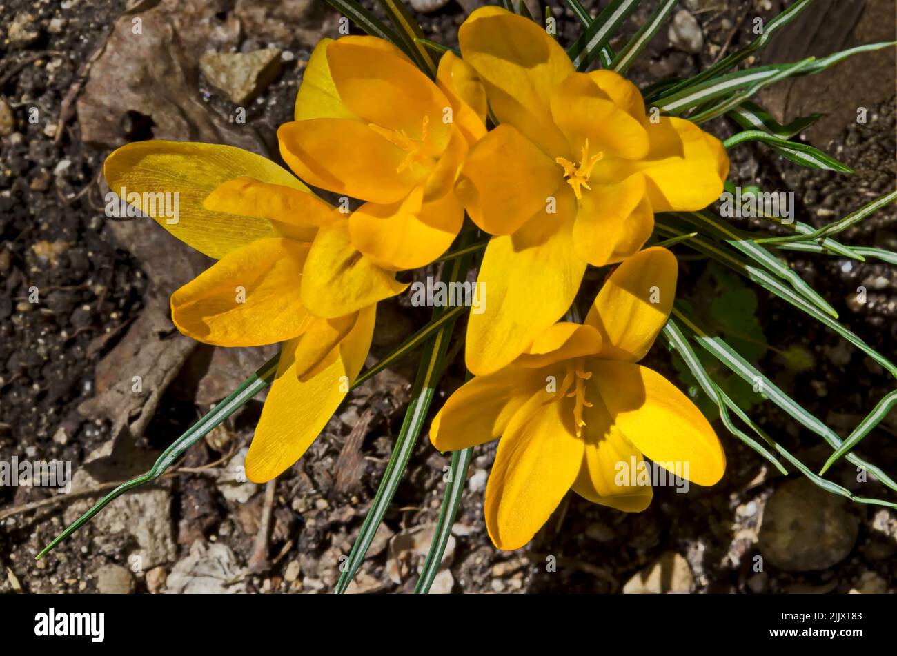 Beautiful spring yellow crocus in the garden, Sofia, Bulgaria Stock ...