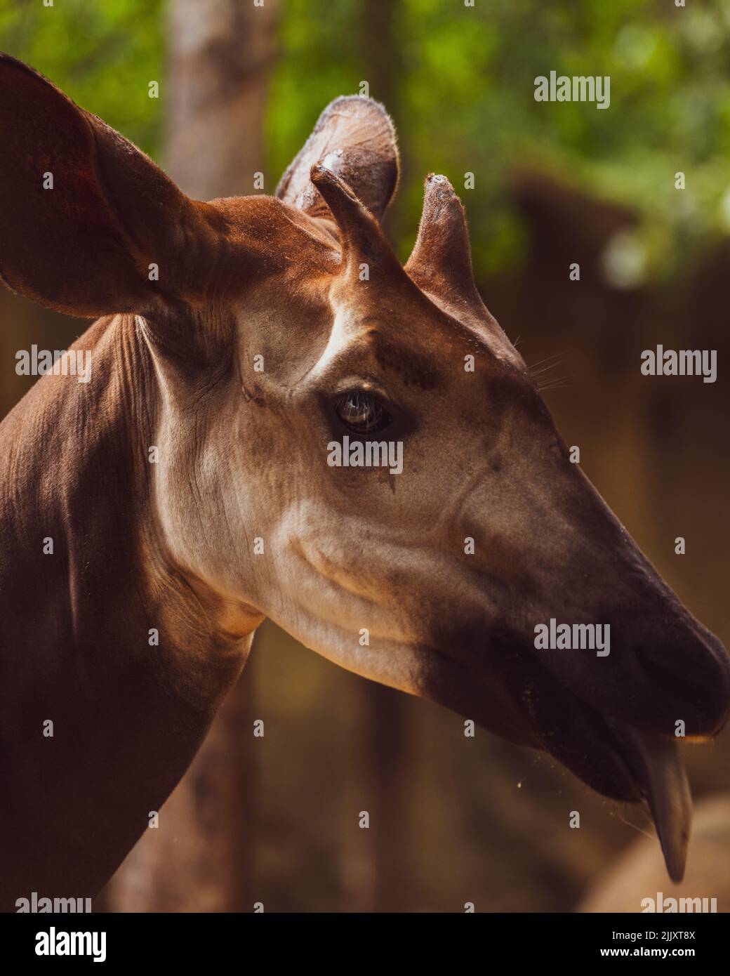 A vertical closeup shot of an okapi head on a blurry background Stock ...