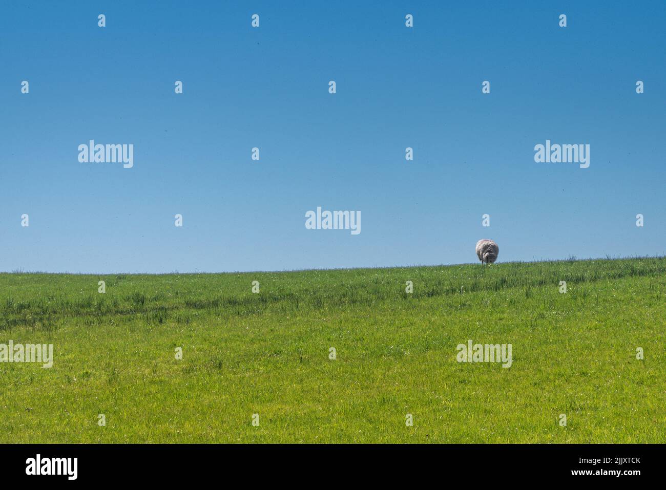 A lone sheep grazing on a green field with blue shy behind it Stock ...