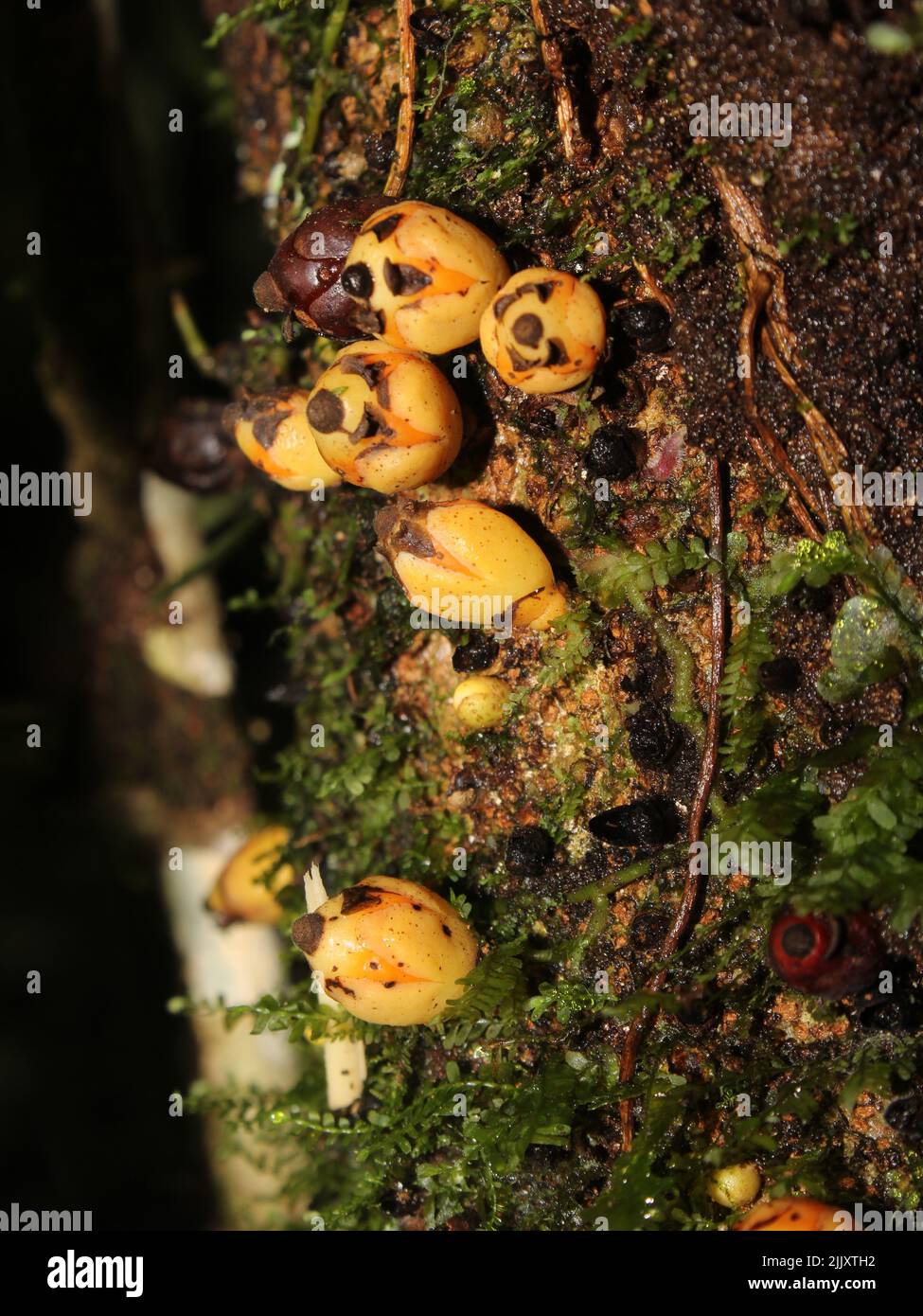 Yellow parasitic plant Apodanthes caseariae Stock Photo - Alamy