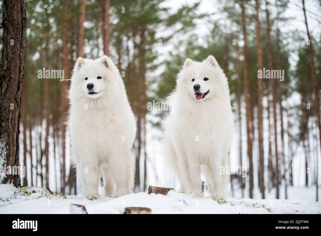 Samoyed Puppies In Snow