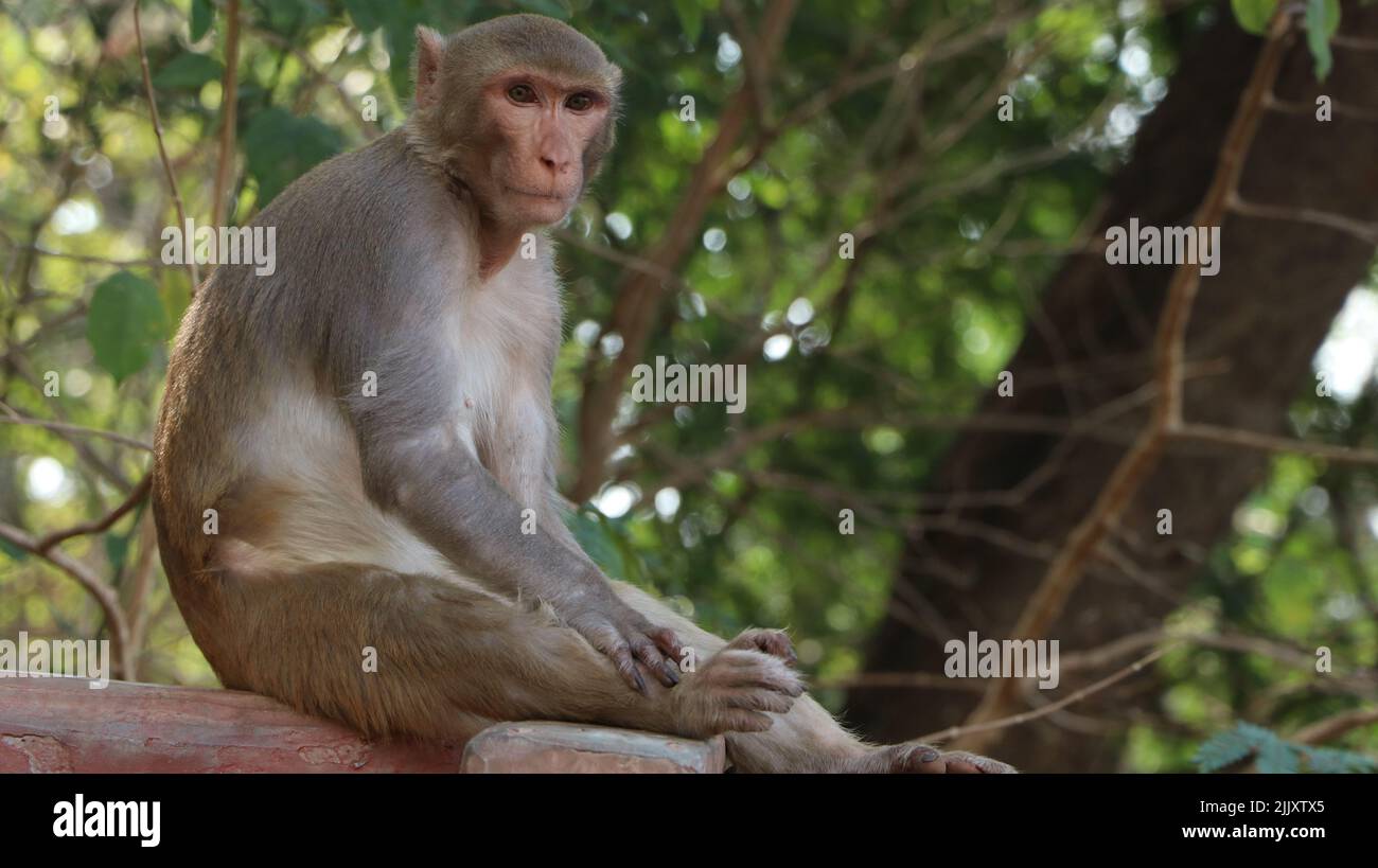 Boss moneky hi-res stock photography and images - Alamy