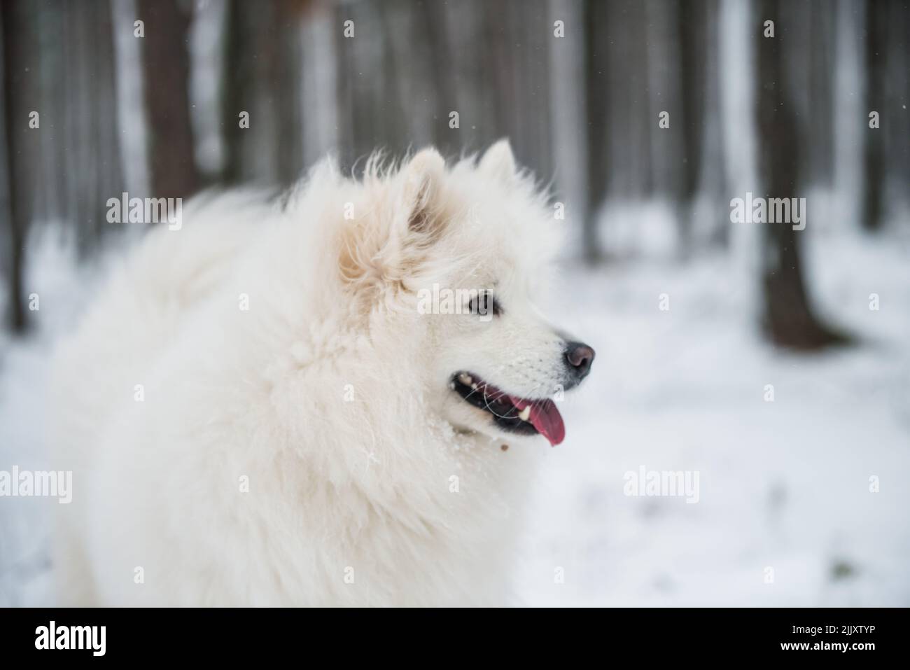 White Samoyed dog portrait closeup is in the winter forest Stock Photo ...