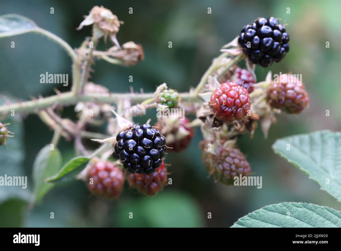 Bramble twig hi-res stock photography and images - Alamy