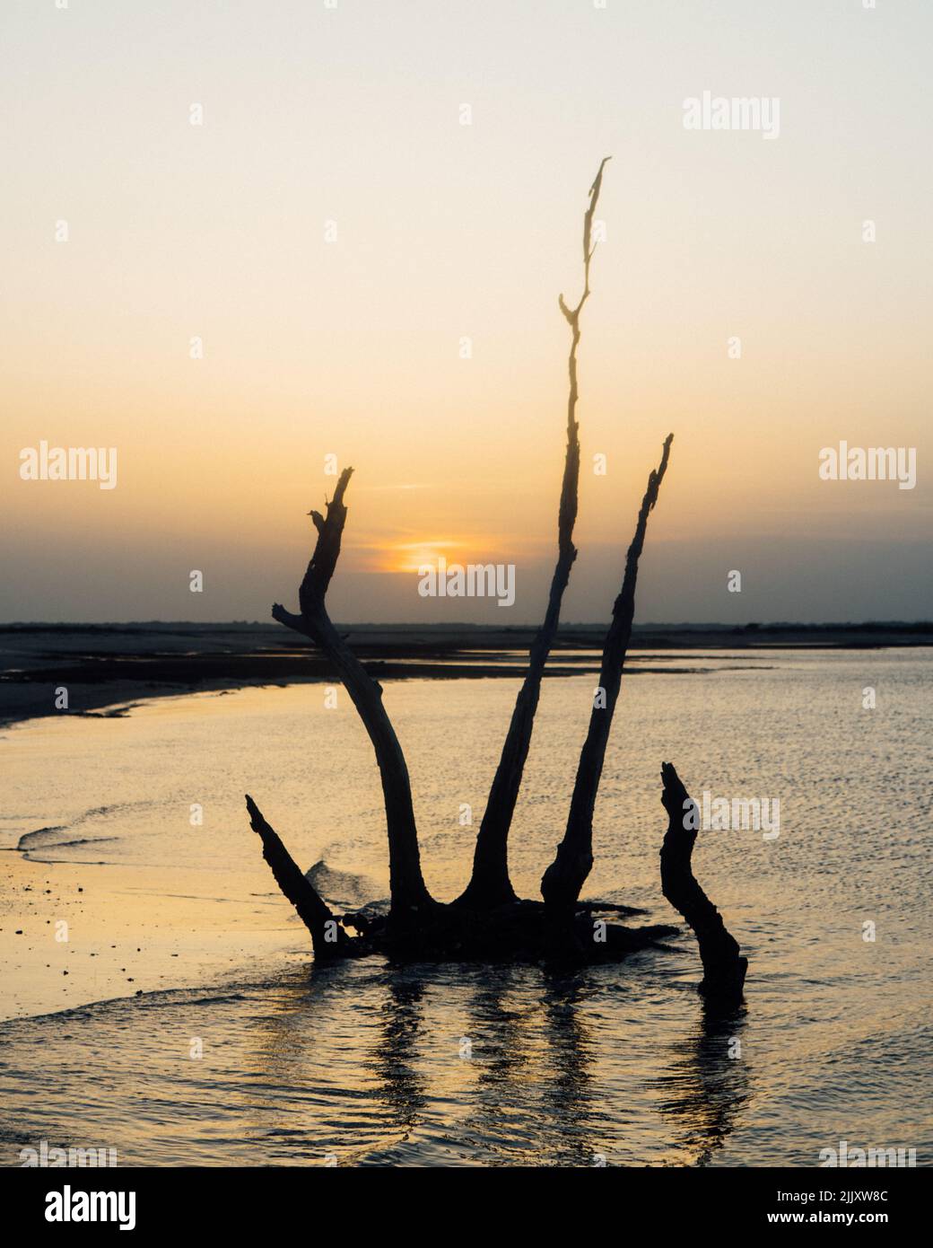 Drowning tree hi-res stock photography and images - Alamy