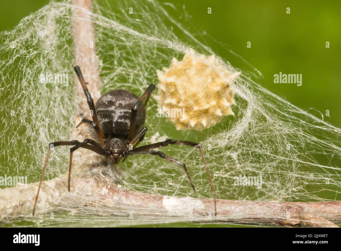Black Widow Spider - Latrodectus mactans Stock Photo - Alamy