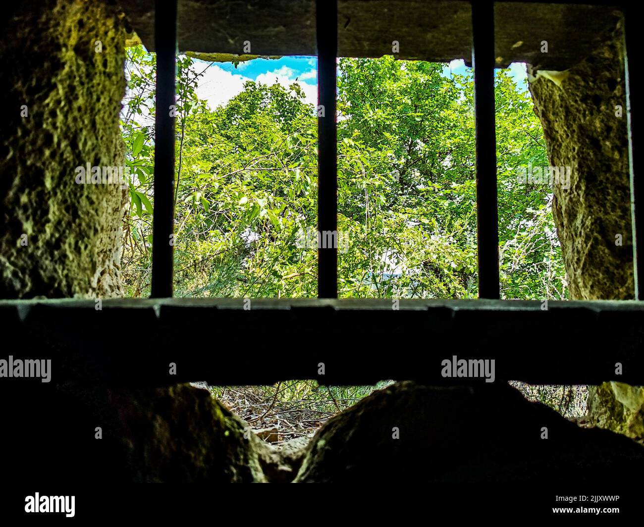 A view of green treetops through the cage Stock Photo - Alamy