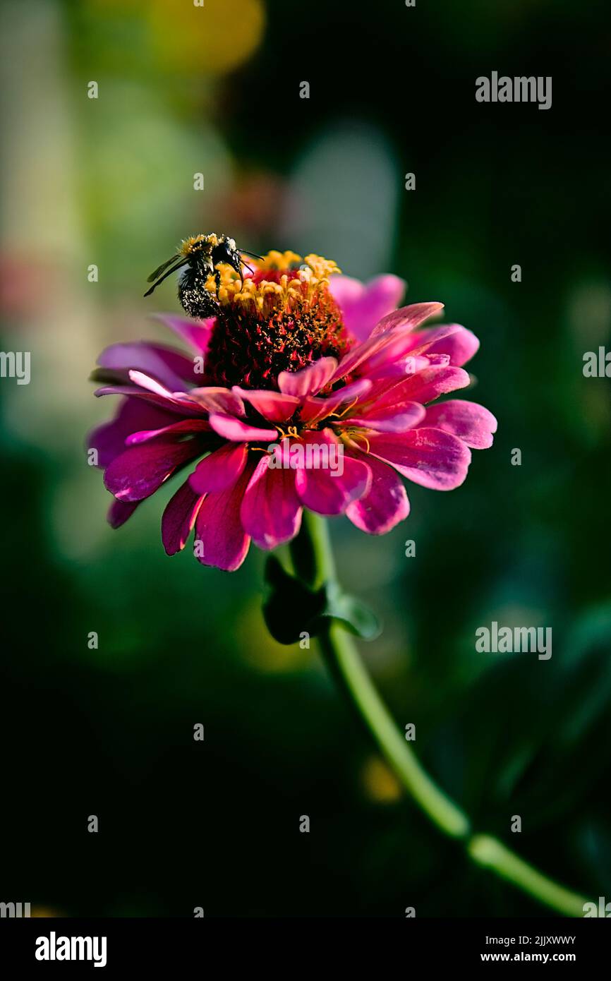 A vertical shot of the bee collecting nectar from the flower Stock ...