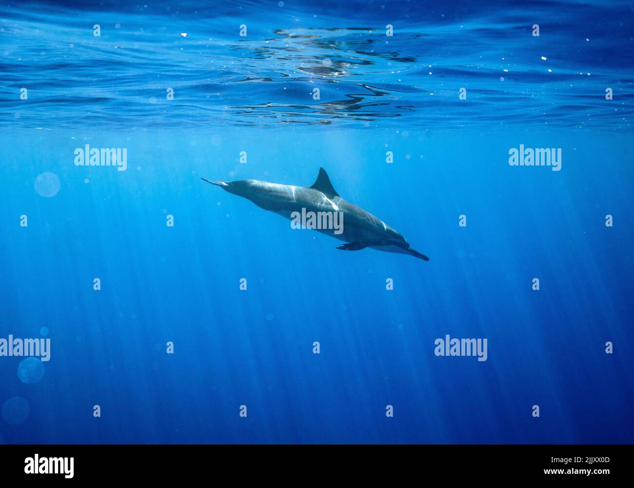 A view of a Hawaiian dolphin swimming underwater through sun rays Stock ...