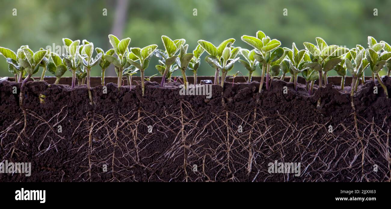 Fresh green soybean plants with roots Stock Photo - Alamy